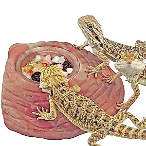 Healthy Herp Instant Meal Juvenile Dragon Food Variety Pack (7 x Juvenile Dragon Food, 4 x Fruit Mix, 3 x Vegi Mix, and 1 X Feeding Dish)