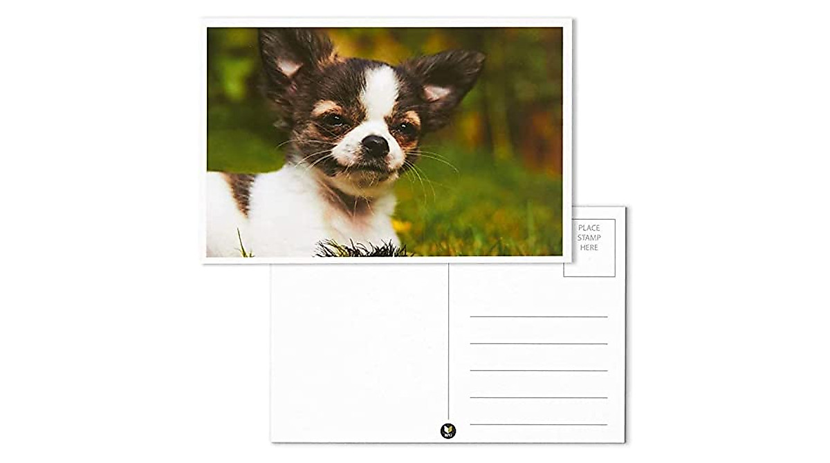 40 Pack Puppy Postcards - Quality All Occasion Cards