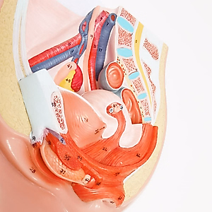 Merinden Female Pelvis Reproductive Anatomy Model, Life Size Pelvis Model on Baseboard, 2-Parts Pelvis Organ Model with Muscular, Urinary, Reproductive System, Includes Detailed Product Manual