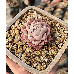 Succulent and Cactus Gold Maifanitum Stones, 2lb Bonsai Decorative Rocks, Indoor Plants Soil Covers, Bonsai DIY Gritty, Horticultural Grit, Potting Pebbles for Terrarium, Fairy Gardening, Top Dressing