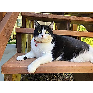 PetSoKoo Four-Leaf Clover Cat Collar with Bell Breakaway Buckle. Japan Chirimen,Cute Kitten Collar for Girl Boy,Samll Cat,Pink