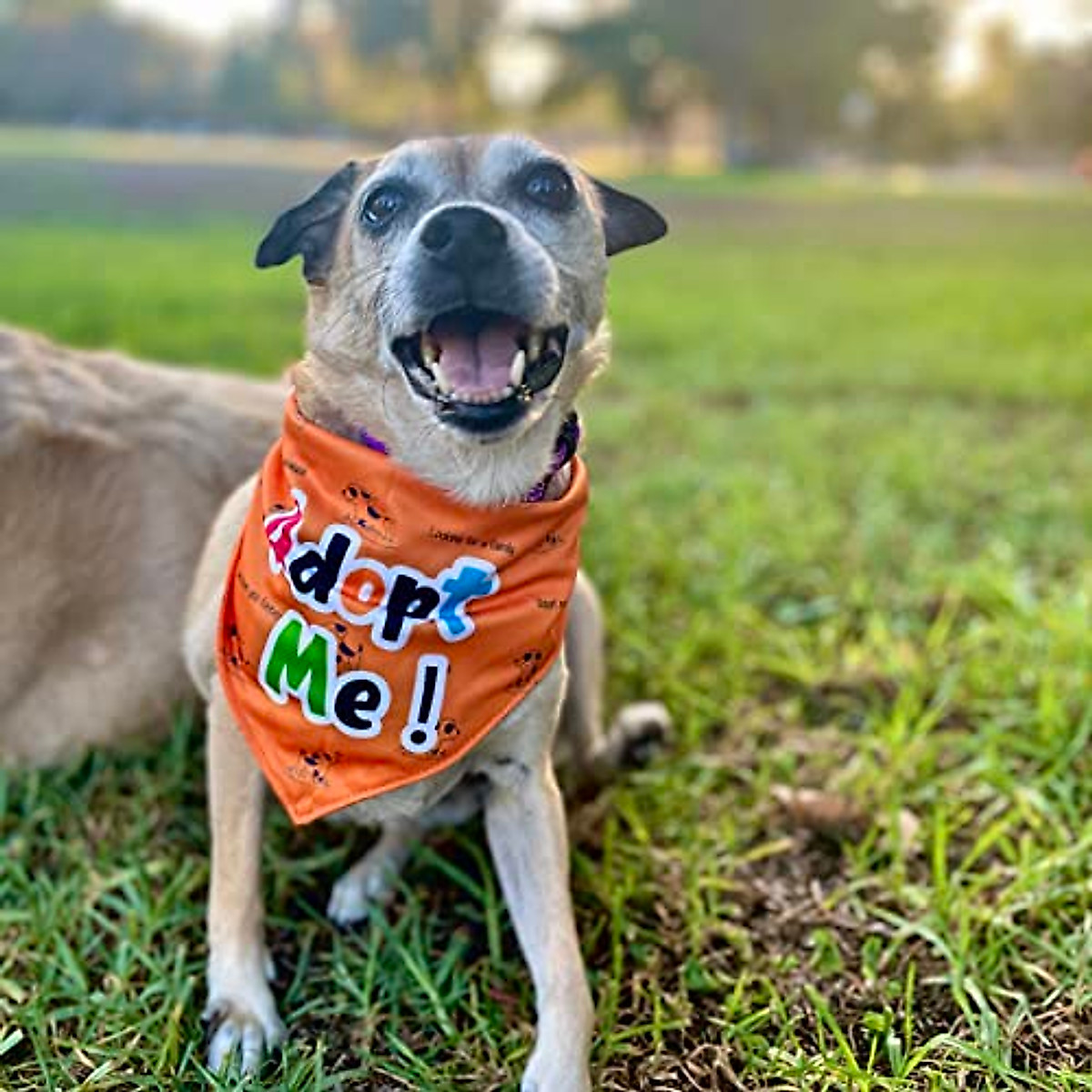 Giving Paws - Adopt Me Dog Bandana - Puppy Bandanas with Sweet Sayings and Eye-Catching Solid Colors - Giving Back to Pets in Need - Green Bandanas for Dogs - Large/X-Large