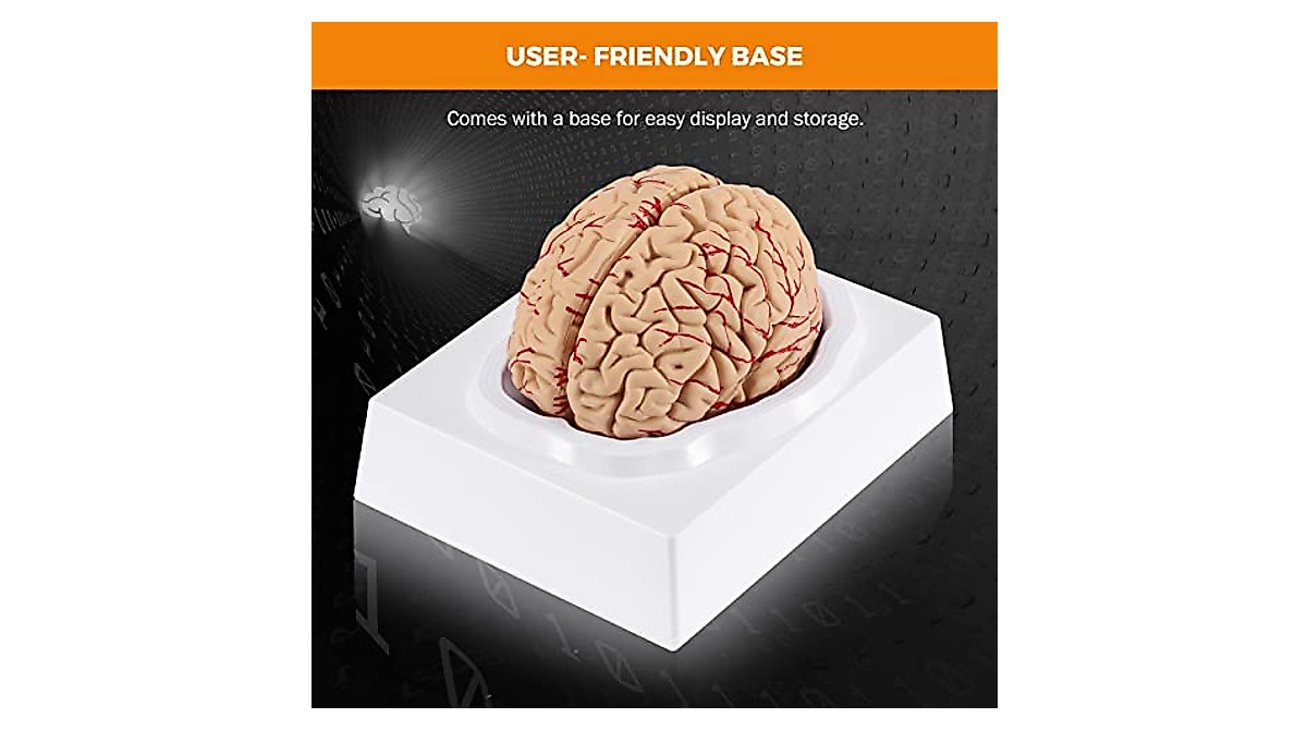 BEAMNOVA Human Brain Model for Neuroscience Education | Life-Size Anatomy