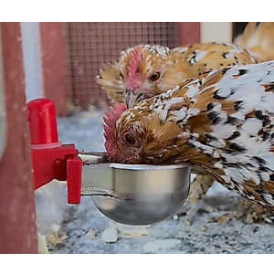 No-Drip 64oz Small Animal Drinking Bottle with Auto-Fill Metal Cup for Small Pet/Bunny/Ferret/Hamster/Guinea Pig/Rabbit/Chinchilla/Mouse/Rat. Food Grade Plastic (64oz)