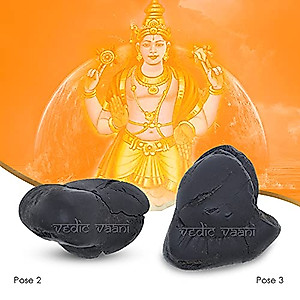 Vedic Vaani Natural Salagram Saligramam Stone Matsya Avatar Shaligram Shila Black (One Piece)