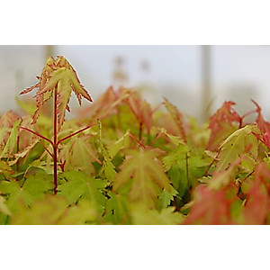 Japanese Maple | Medium Tree Seedling | The Jonsteen Company