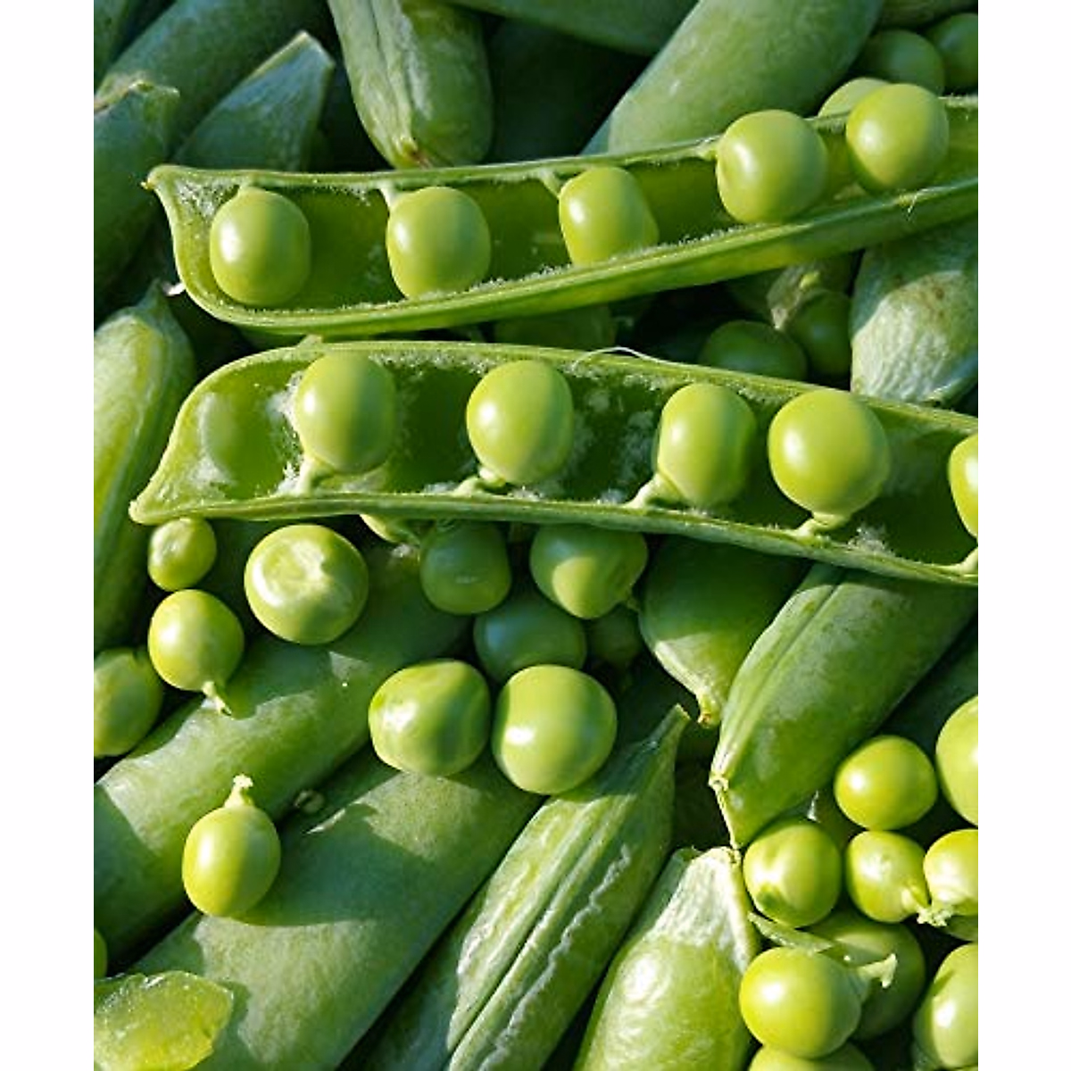 "Wando" Garden Pea Seeds for Planting, 50+ Heirloom Seeds Per Packet, (Isla's Garden Seeds), Non GMO Seeds, Botanical Name: Pisum sativum, Great Home Garden Pea Variety
