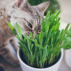 Organic Cat Grass Seed Blend for Planting - 12 oz. Handy Pantry Brand - A Healthy Mix of Organic Wheatgrass Seeds, Barley, Oats, and Rye Seeds - Non-GMO Wheatgrass Seeds for Pets
