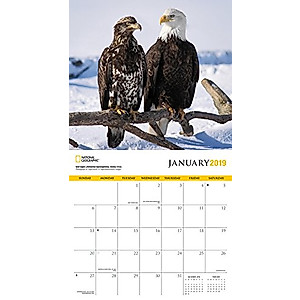 National Geographic Eagles 2019 Wall Calendar