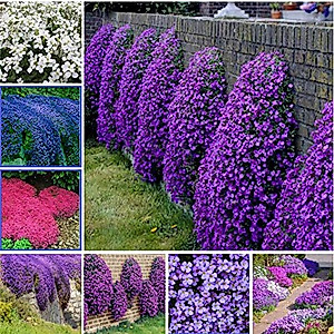 200pcs Creeping Thyme Bonsai, Rare Color Rock CRESS Plant Perennial Ground Cover Flower Natural Growth for Home Garden - (Color: Colour Mix)