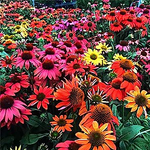 MOKALALA 100 Pcs Purple Coneflower Seeds | Non-GMO | Echinacea Seeds for Planting Home Garden