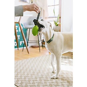 OllyDog Spikey Rugby, Interactive Dog Chew Toy with Natural Rubber, Multifunctional Teeth Cleaning and Gum Massage, for Dogs Under 50lbs (Lime)