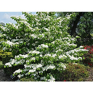 Viburnum p. t. 'Summer Snowflake' (Doublefile Viburnum) Shrub, white flowers, #2 - Size Container