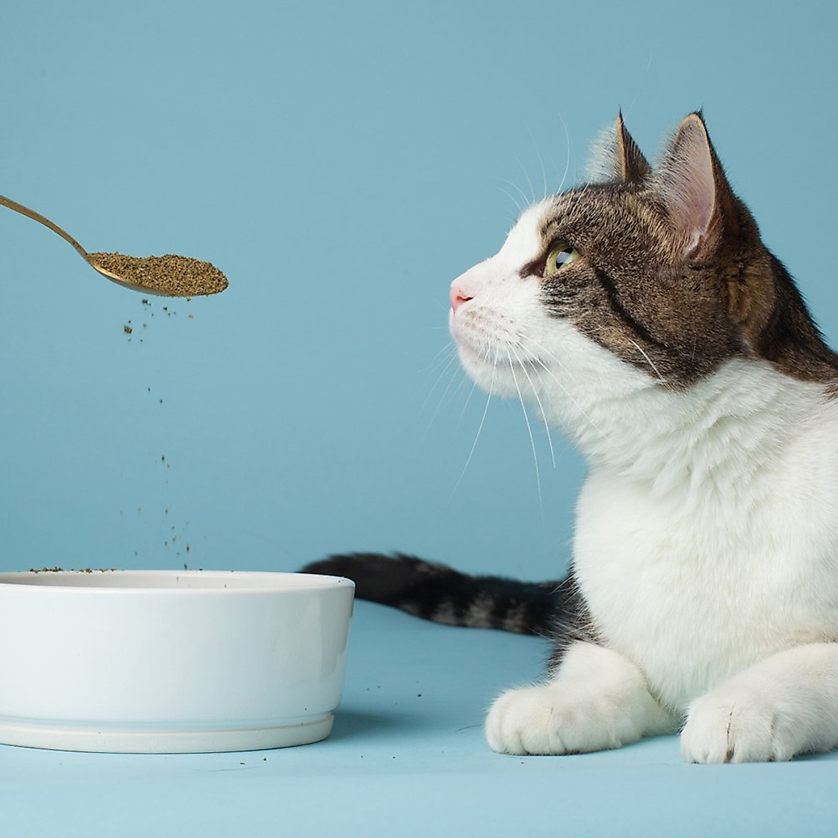 The Missing Link Pet Kelp Feline Well-Being 6oz Superfood Powdered Supplement, Organic & Limited Ingredient Formula for Digestive & Overall Health of Cats