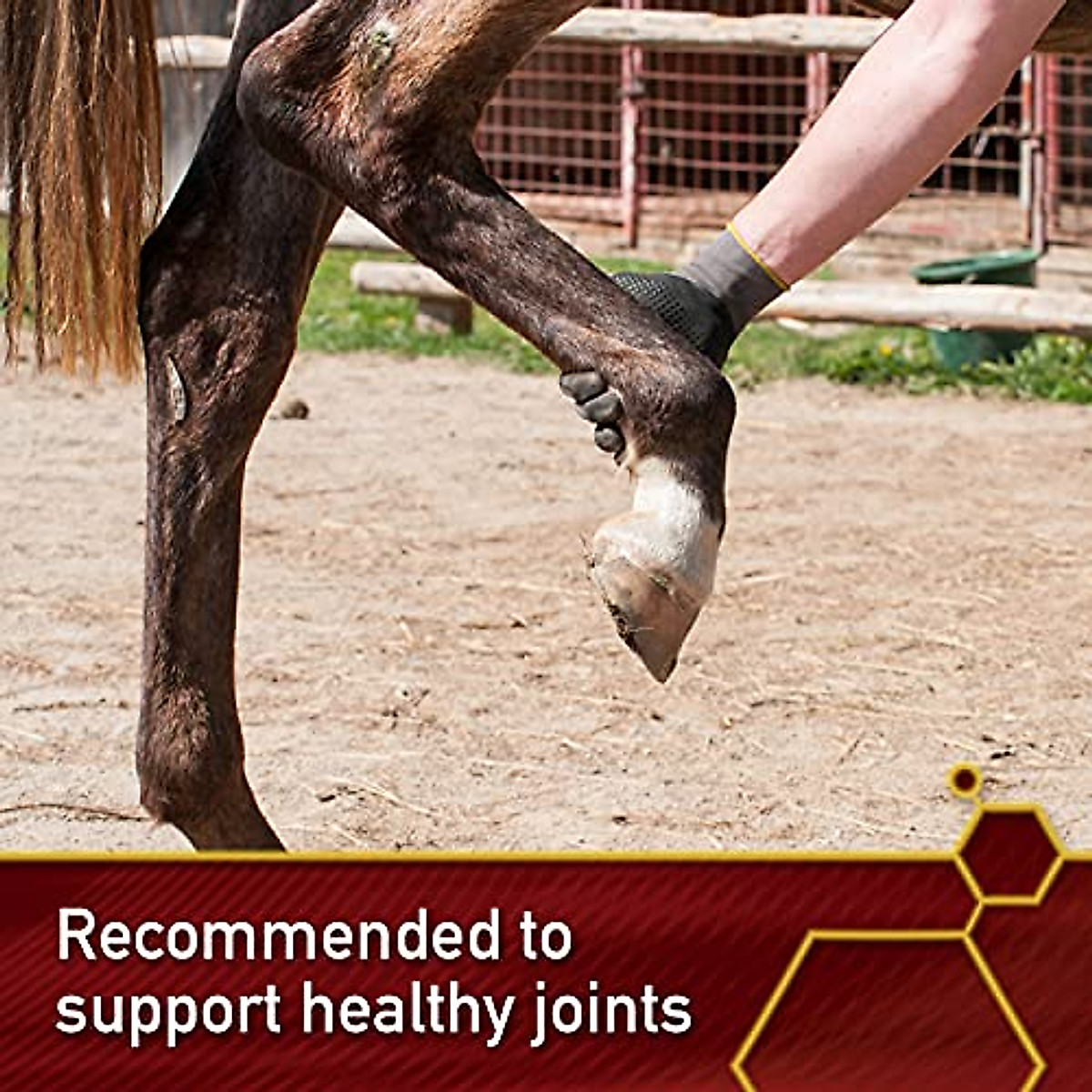 Vita Flex Pro Horse MSM Quality Joint Supplement, 4 Pounds
