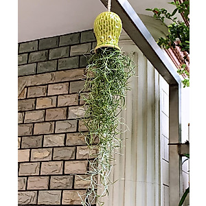 Mimeela 5 Pack Air Plant Holder Unique, Cute Octopus Air Plant Hanger Wall Planter, Ceramic Tillandsia Airplants Holders Hanging Wall Decor for Home Office (Small (2 x 3.2 in))