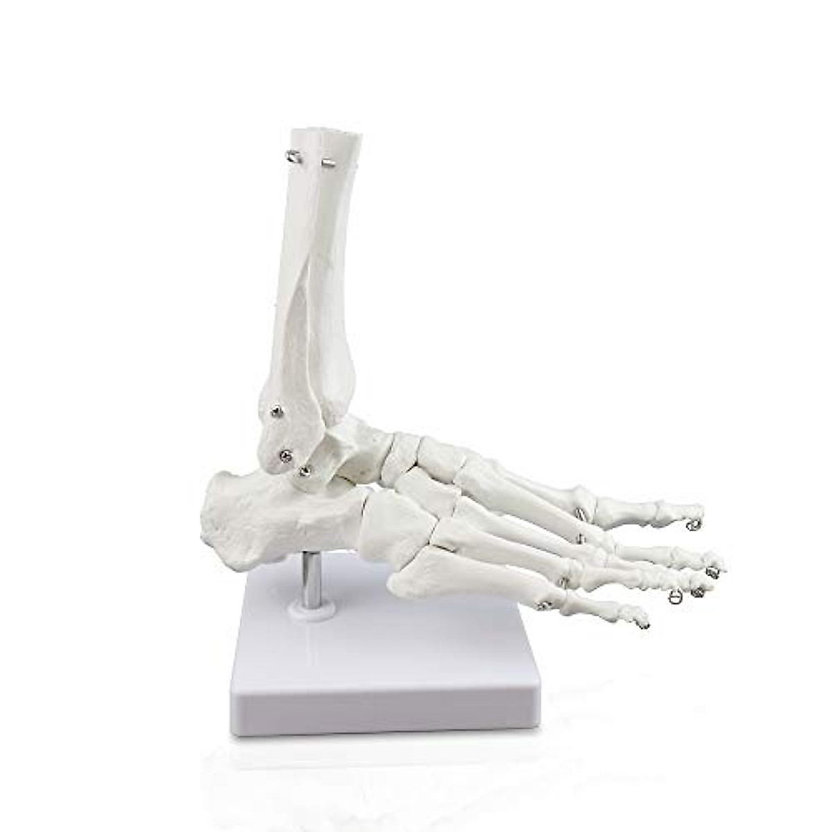 Vision Scientific VAJ211 Foot Skeleton Model (Right) | Shows Distal Portions of The Tibia and Fibula | Fully Articulated | Connected with Flexible Wire to Demonstrate Natural Movement
