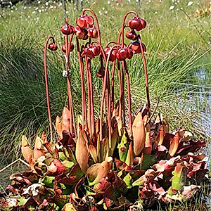QAUZUY GARDEN- 25 Sarracenia Purpurea Seeds Purple Pitcher, Rare Tropical Exotic Plant, Very Hardy, Heat Tolerance, Easy to Grow