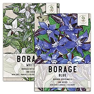 Seed Needs, White/Blue Borage Seed Packet Collection (2 Individual Borage Varieties for Planting) Heirloom, Non-GMO & Untreated