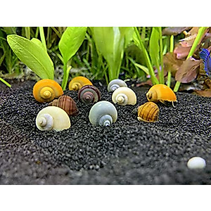 Shore Aquatic LLC Mystery Snail 10 Pack (Pomacea Bridgesii) Mix Colored Pack with Java Moss - Live Freshwater Snails Insulated Priority Mail