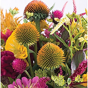 David's Garden Seeds Flower Native Texas Coneflower Purple 2424 (Purple) 200 Non-GMO, Heirloom Seeds