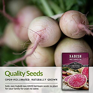 Survival Garden Seeds - Watermelon Radish Seed for Planting - Packet with Instructions to Plant and Grow Unique Asian Vegetables in Your Home Vegetable Garden - Non-GMO Heirloom Variety