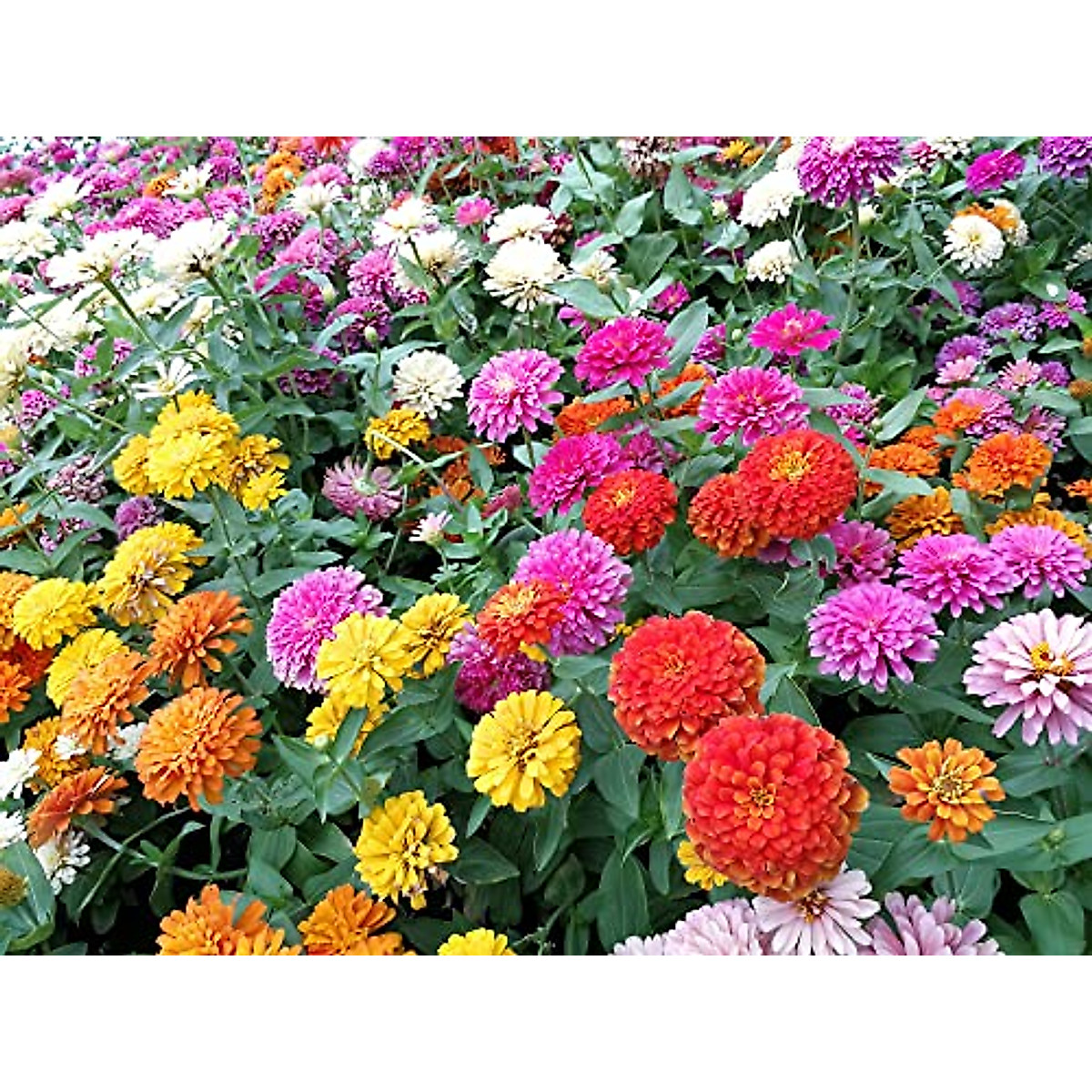 Dahlia Flowered Zinnia Mix Flower Seeds for Planting, 500+ Heirloom Flower Seeds Per Packet, (Isla's Garden Seeds), Non GMO Seeds, Scientific Name: Zinnia elegans, Great Home Garden Gift