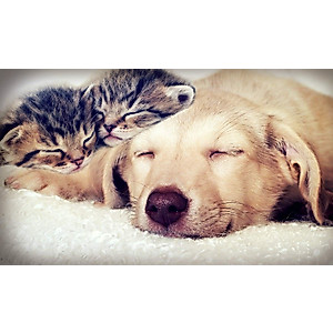 I LOVE MY PETS LLC cat Calming Treats - PET Relaxant - Powerful Anxiety Relief - Healthy Chews - tryptophan for Cats - 90 Treats (1 Bottle)