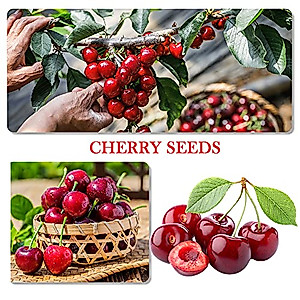 1100pcs Mixed Fruit Seeds Berry Seeds for Planting 200pcs Strawberry 200pcs Raspberry 200pcs Mulberry 200pcs Blueberry 200pcs Elderberry 10pcs Cherry - Individually Packaged