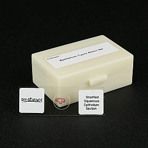 Prepared Epithelium Types Microscope Slides Set, Excellent 11pcs Specimens Representing The Major Types of Epithelium