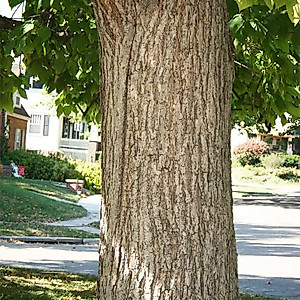CHUXAY GARDEN 50 Seeds Catalpa Speciosa,Northern Catalpa Lovely Flowering Plant Large Deciduous Tree Hardy Catalpa Privacy Screen