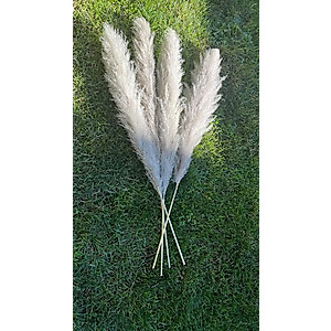 Natural & Dried Pampas Grass Plant Tall Gray 48"/120Cm 5 Stem 27+ Inch Plume for Flower Arrangement & Vase Decoration – Boho Bohemian Garden & Farmhouse Luxury Decor for Home,Wedding