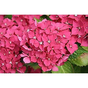 20+ Mixed Hydrangea Seeds Flowers Bush Plants Beautiful Smell Garden Decor Home Perennial