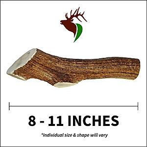 Elkhorn Premium Chews - Giant Whole Single Pack (for 75+ lb Dogs) Premium Grade Elk Antler for Dogs (1 Piece) Sourced in The USA