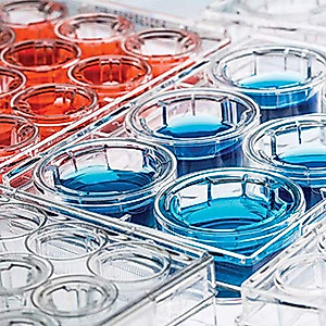 Grow Cells with Olympus 24-Well Tissue Culture TC Treated Plates, Sterile, Individually Wrapped, Flat Bottom Wells, 100 Treated Cell Culture Plates/Unit