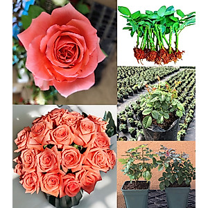 Bright Pink Rose Seedlings,Large Flowers Rose Hedging,Rose Bush,Living Tinged Rose Plant,Perennial Plant Root,Home Garden Yard Decor Blooms This Year,Easy Planting(1 Plant,No Pot Include)