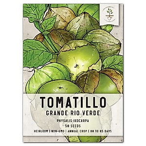Seed Needs, Grande Rio Verde Tomatillo Seeds for Planting (Physalis ixocarpa) Single Package of 50 Seeds - Heirloom, Non-GMO & Untreated