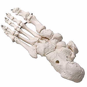 Evotech Scientific Human Foot and Ankle Model, Life Size Medical Anatomy Foot Skeleton Model W/Tibia Fibula, Right, Fully Articulated, Human Skeleton Model for Medical Study & Science Classroom