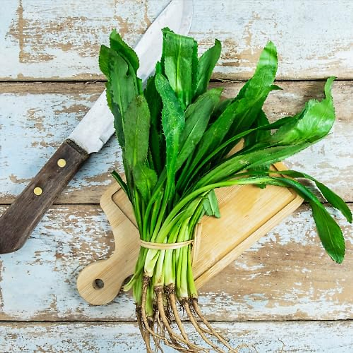 Seed Needs, Culantro Seeds - 300 Heirloom Seeds for Planting Eryngium foetidum - Non-GMO & Untreated Tropical Herb to Plant Indoors or Outdoors (2 Packs)