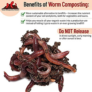 RedWigglersFarm – 1/2 LBS (Approximately 500 Worms) Premium Red Worms, Red Wigglers Composting Worms, Organic Sustainably Raised, Live Worms, Eisenia fetida, Home Compost Worms, Soil Regeneration