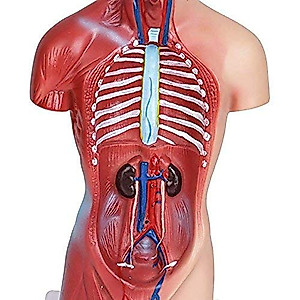 superply Anatomy Model | 11inch Human Torso Body | Heart Brain Skeleton | Medical School Educational Tool