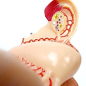 Human Uterus Ovary Urinary Bladder Model On Plexiglass Base, Female Reproductive Organ Model, Female Genital Organ, Shows Uterus, Ovary, Vagina, Uterine Medical Teaching Anatomical Gynecology