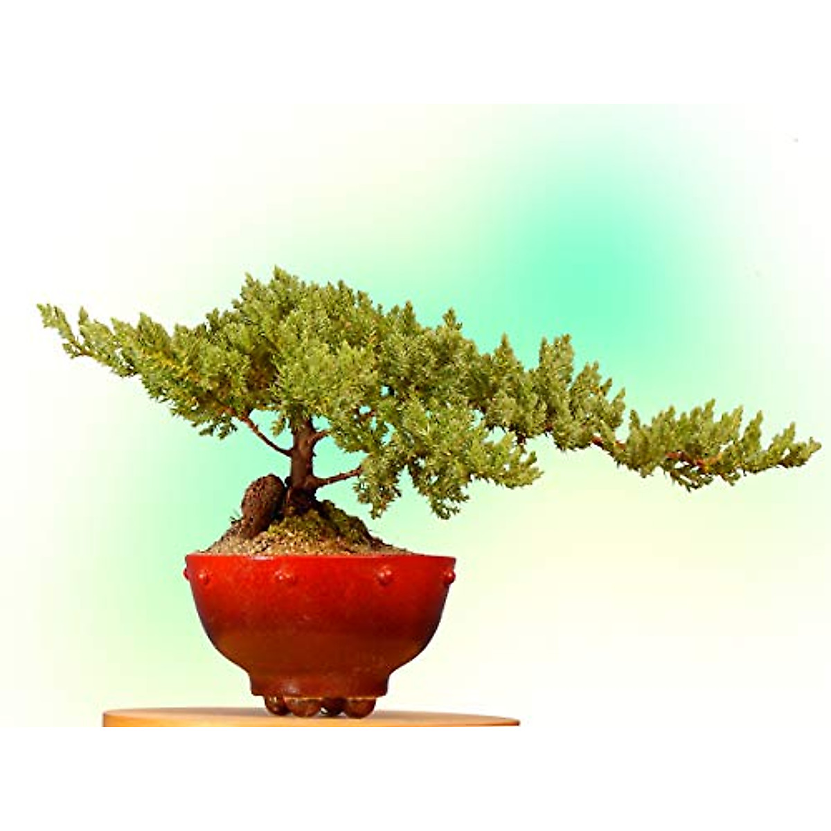 6+ Year Old Juniper Bonsai Tree in Handpainted Red Setku Bowl