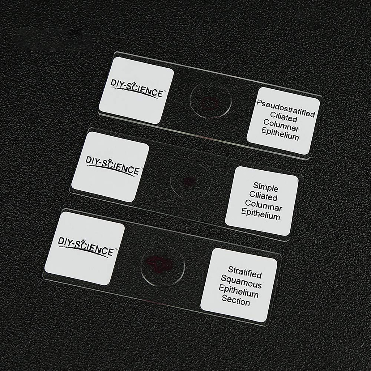 Prepared Epithelium Types Microscope Slides Set, Excellent 11pcs Specimens Representing The Major Types of Epithelium