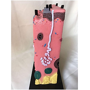 HAILIA Medical Models, Skin Anatomy Model,Hair Follicle Hair Anatomy Model Acne Pustule Blackhead Medical Teaching Model,for Medical Educational Training Aid,Study Display