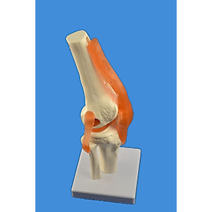 Wellden Product Anatomical Human Knee Joint Model, w/Ligaments, Functional, Life Size