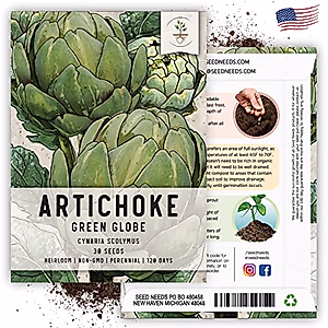 Seed Needs, Green Globe Artichoke Seeds for Planting (Cynaria scolymus) Heirloom, Non-GMO & Untreated (2 Packs)