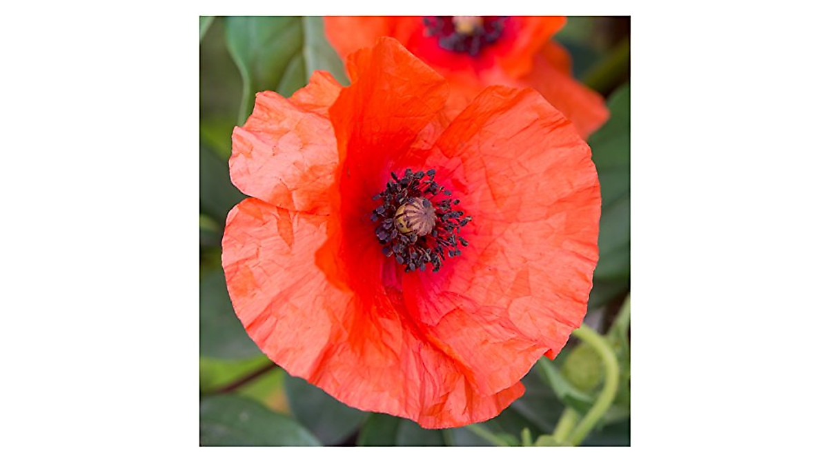 100,000+ Red Poppy Seeds for Vibrant Gardens