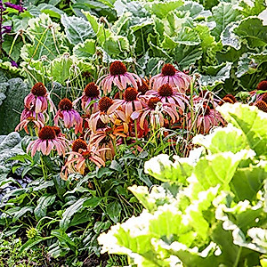 Outsidepride Perennial Echinacea Purple Coneflower Wild Flowers Great for Cutting - 1000 Seeds