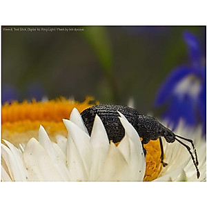 Canon Rebel T5 Dual Macro LED Ring Light/Flash (Applicable for All Canon Lenses)